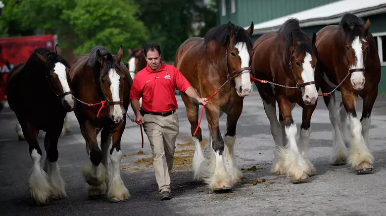 Clydesdale dawakai