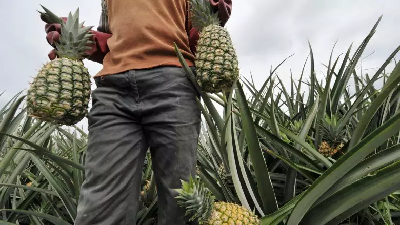 Ananas