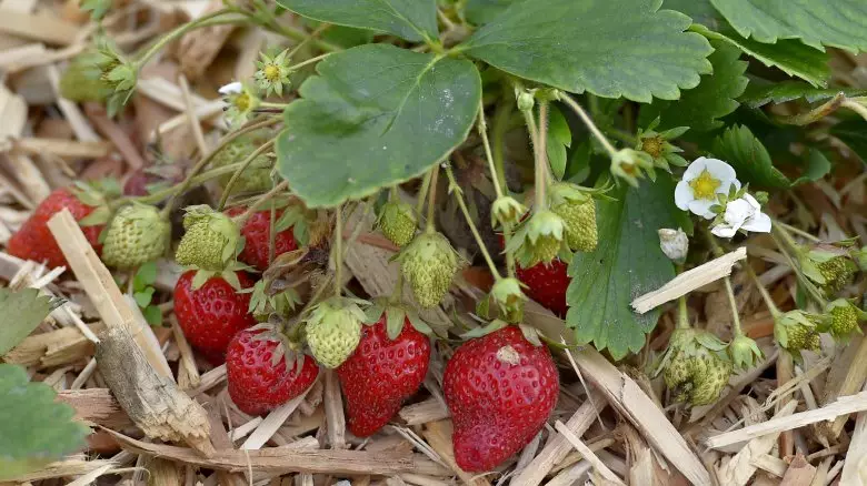 strawberries