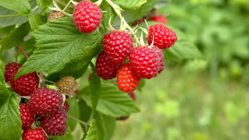 Ang mga raspberry ay lumalaki sa bush