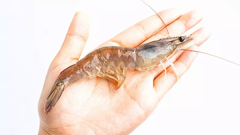 I-shrimp ephilayo