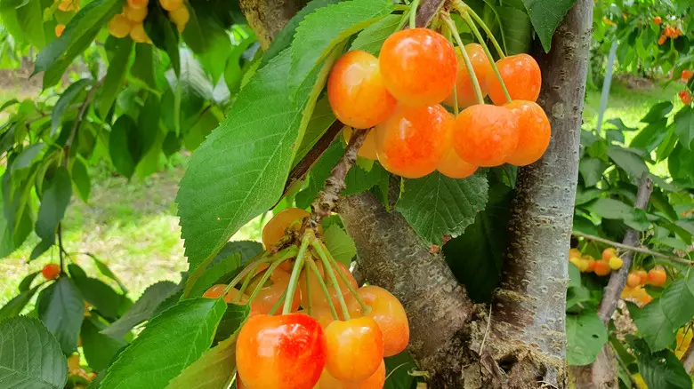 ಚೆರ್ರಿಗಳು, ರೈನರ್