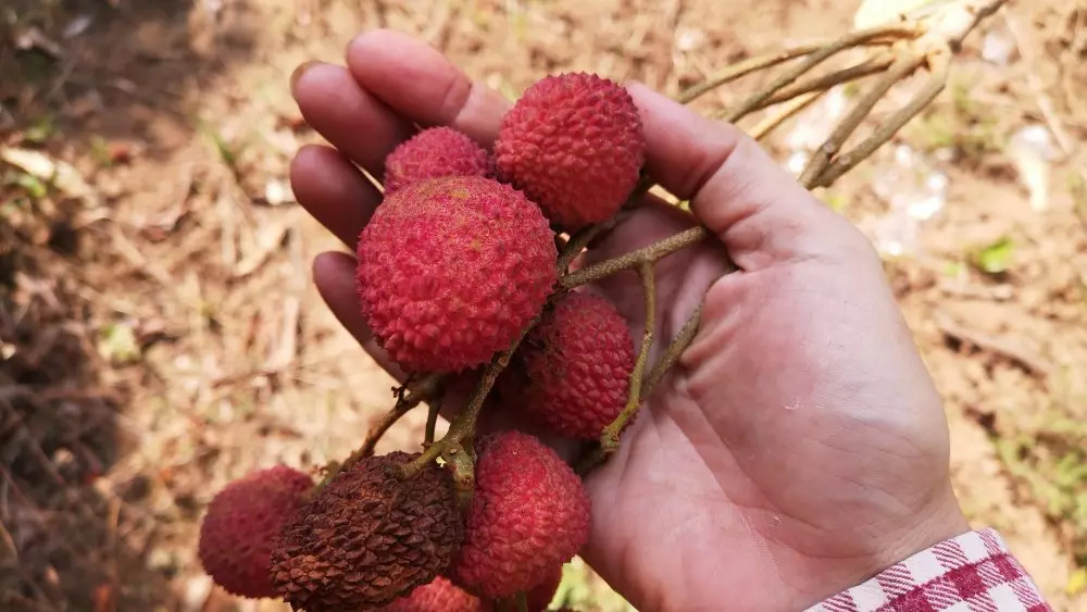 Ripe lychees