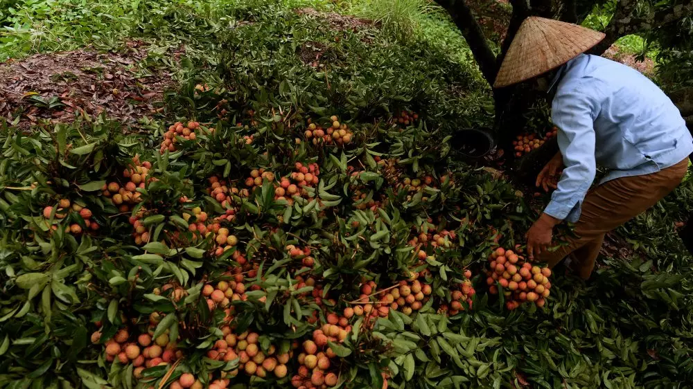 Lychee fruitplukker in Vietnam