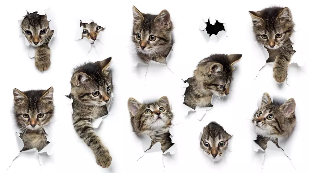 Beaucoup de chats dans des trous de papier