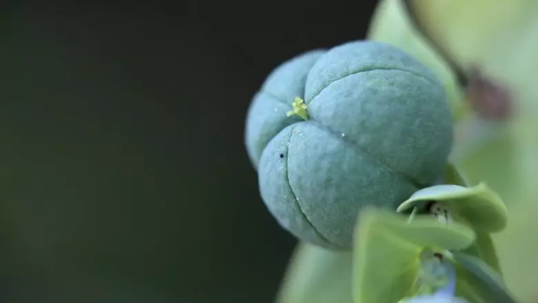 Buah Paling Berbahaya Di Dunia 4805_1