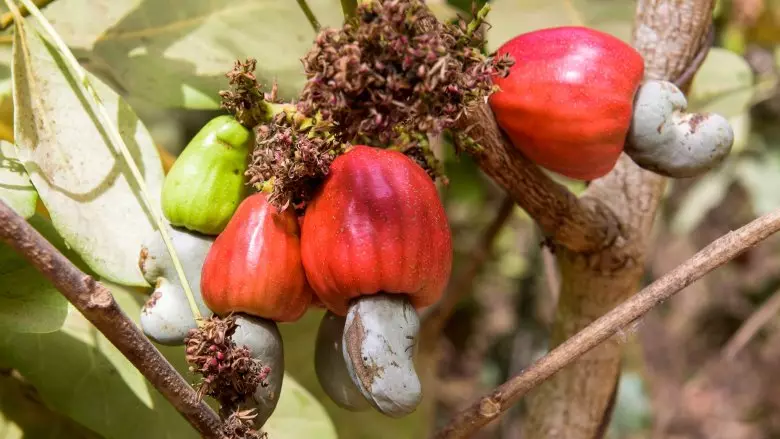 Buah Paling Berbahaya Di Dunia 4805_14