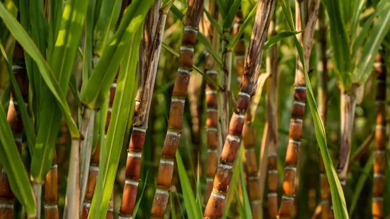 Campos de caña de azúcar