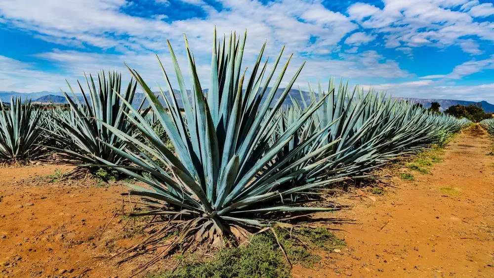 مېكسىكىدىكى Agave مەيدانى