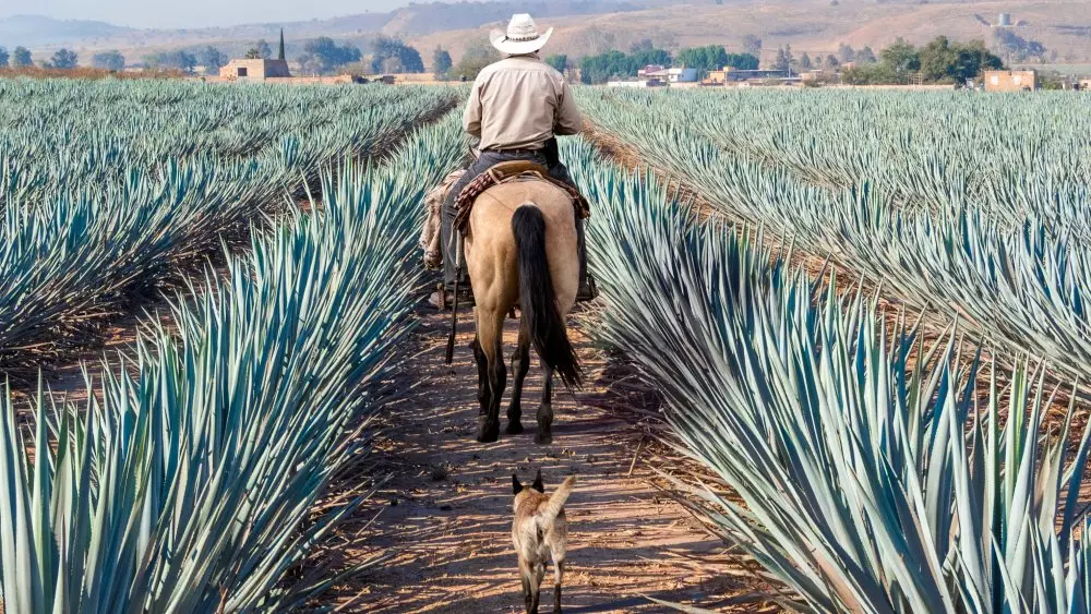 Beeraha agave buluugga ah ee Mexico