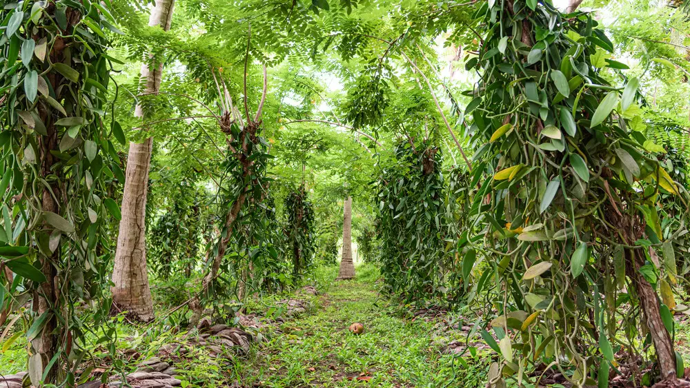 香草树种植园