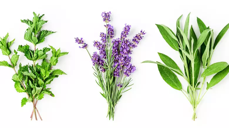 herbas, incluíndo salvia, lavanda, romeu, tomiño