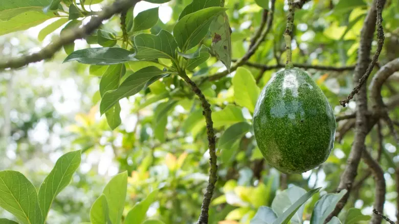 Hoe de avocado onder de knie te krijgen? 525_6