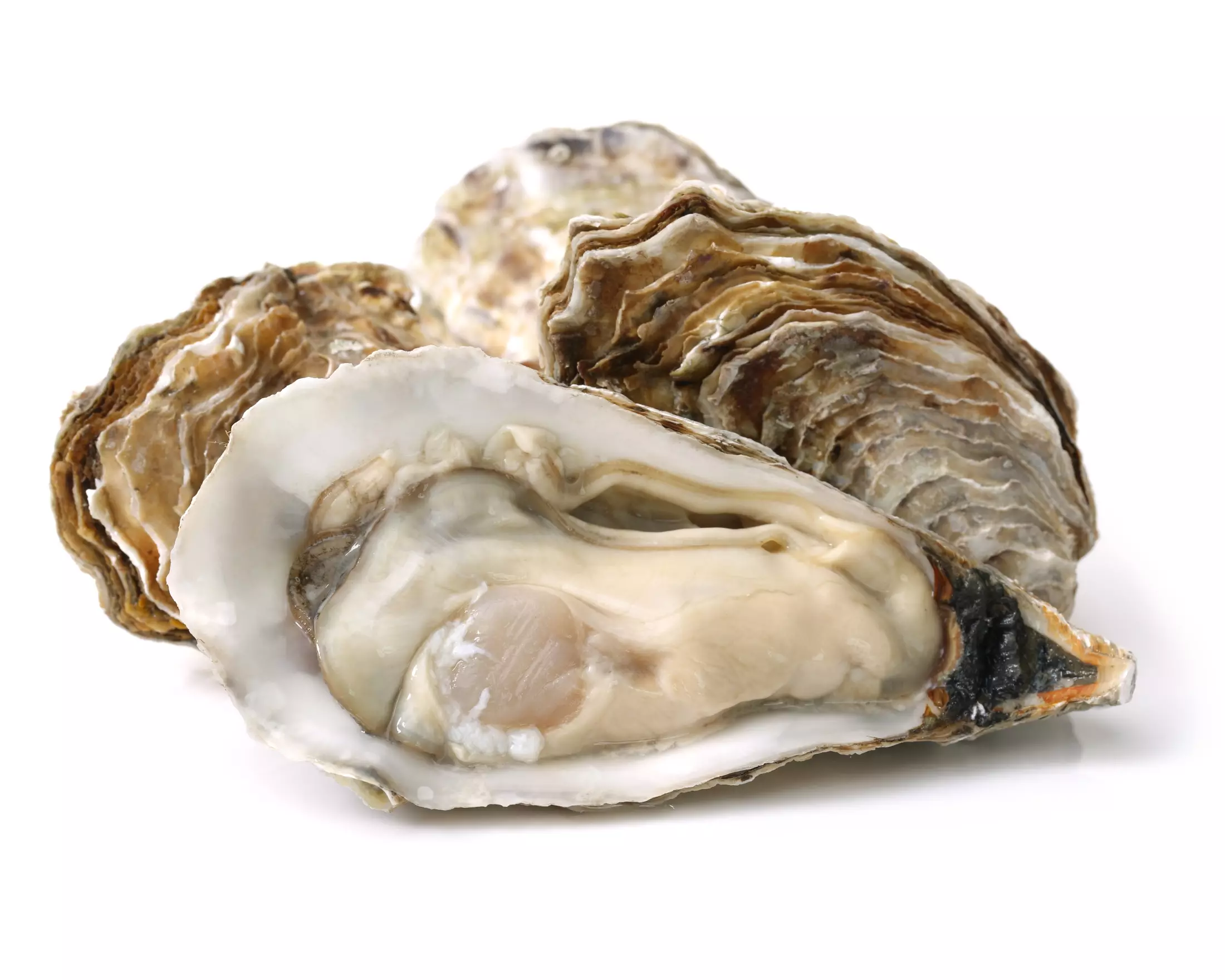 د Oysters په اړه حقیقت