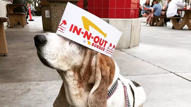 hond by in-n-out burger