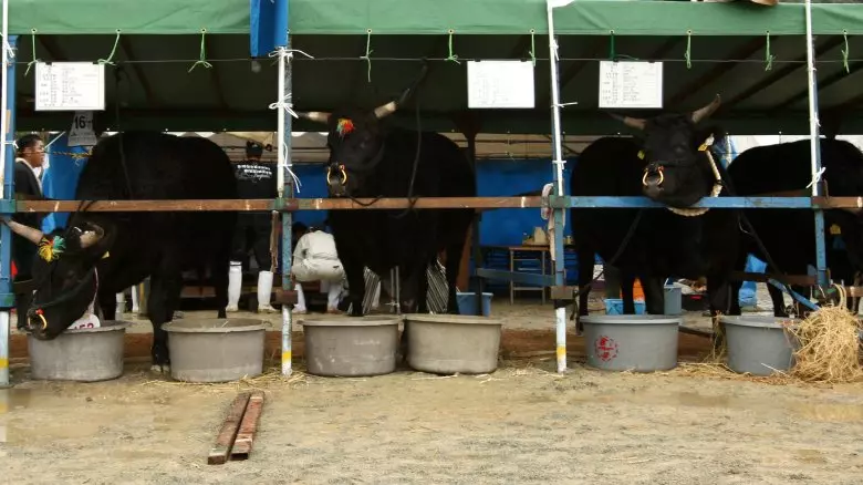 como se cría la carne de kobe