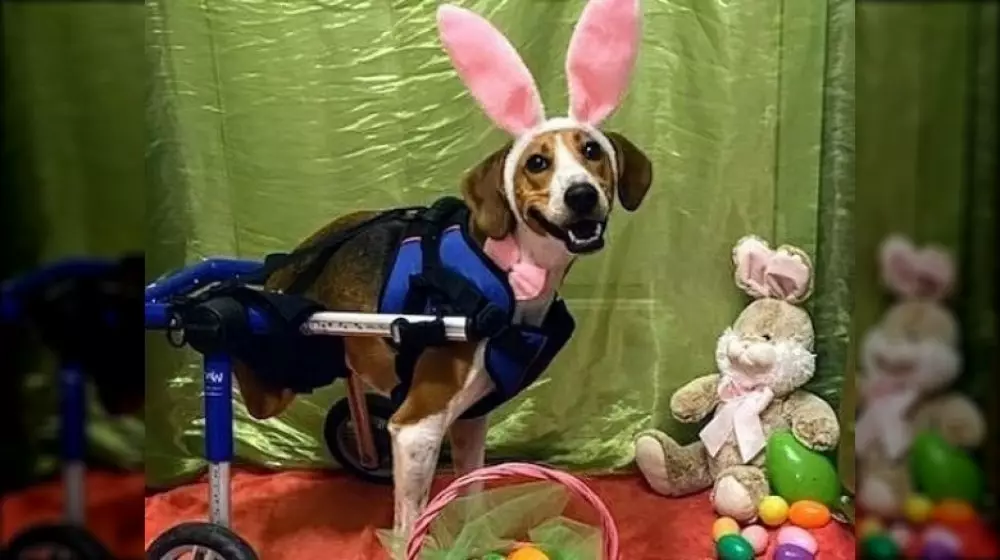 Lieutenant Dan dị ka Ista Bunny