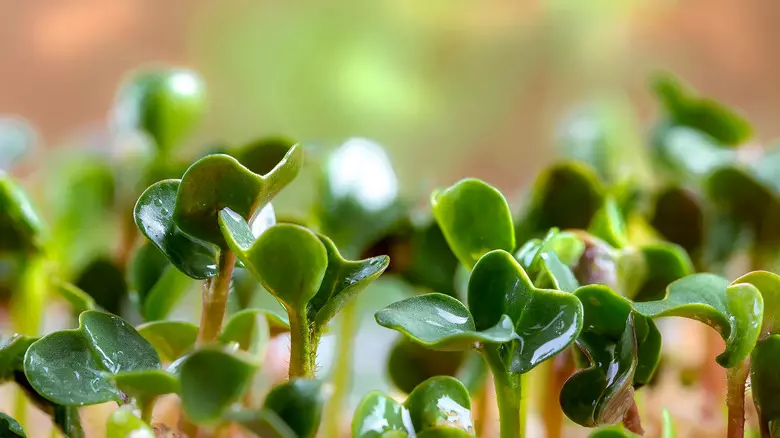 microgreens voantsinapy