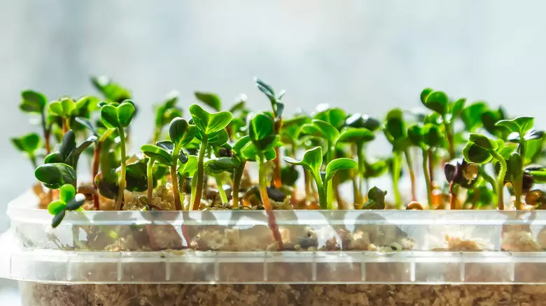 microgreens voantsinapy