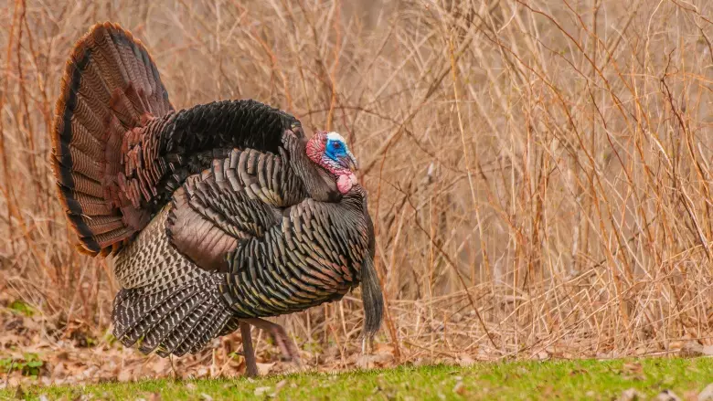 Den virkelige grund til, at vi spiser Tyrkiet på Thanksgiving 608_2