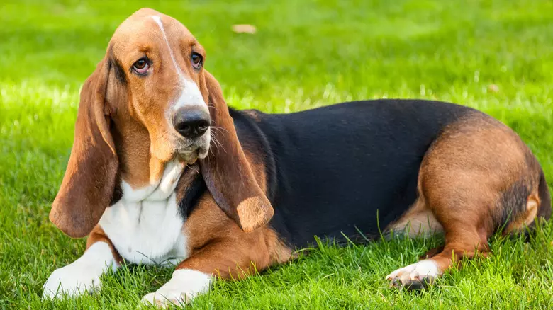 Cú Basset