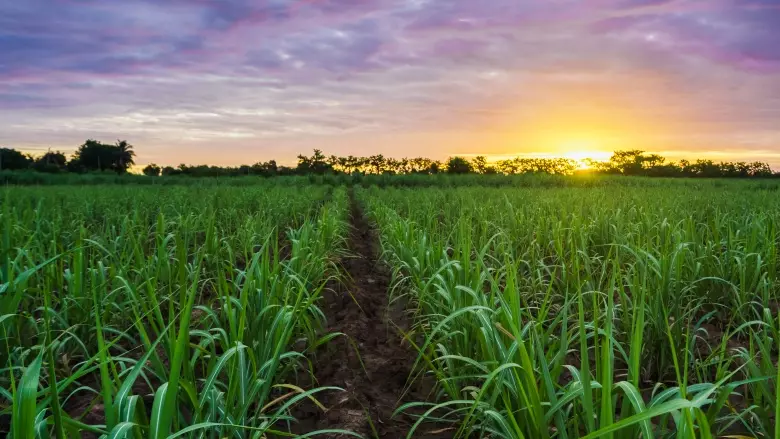 O que você deve saber sobre aditivos alimentares comuns 659_2