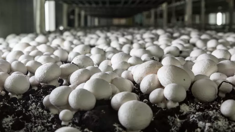 Champignons poussant dans une installation agricole