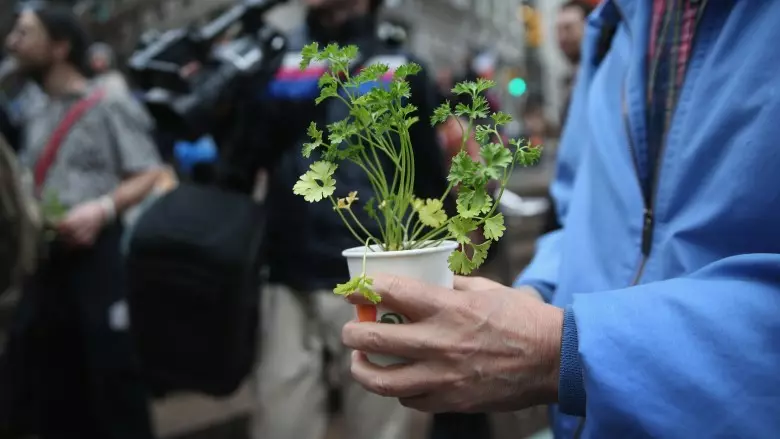 Benetako Arrazoia Jende askok Cilantro Gorrotoa 717_2