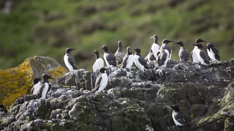 Flock ntawm Murre Birds