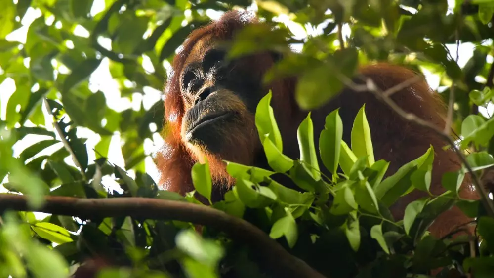 Poleganie przez Nestle na oleju palmowym jest bardzo kontrowersyjne
