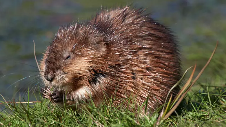 Muskrat hezeguneetan