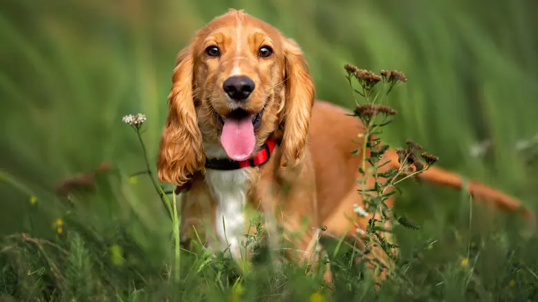 Limyè mawon cocker spaniel