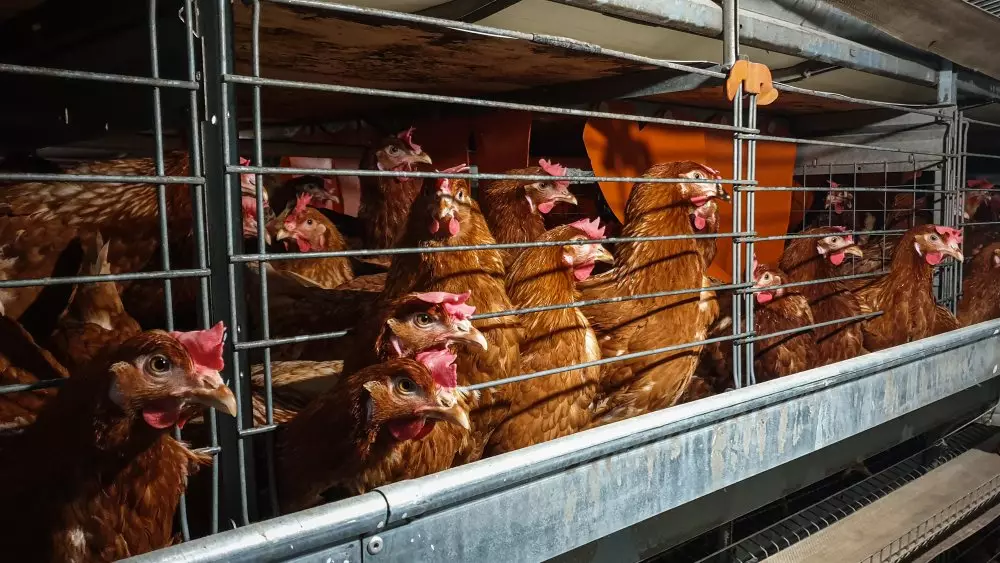 Poules en cage aménagée