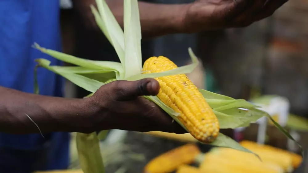 cob 'ਤੇ ਮੱਕੀ ਦਾ ਟੁਕੜਾ