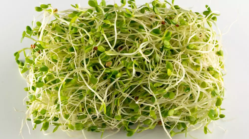 Reade klaver sprouts