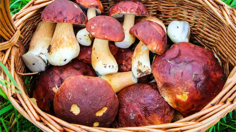 Li-mushroom tsa porcini ka basketeng