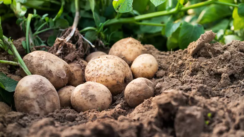 patates a sobre de la terra