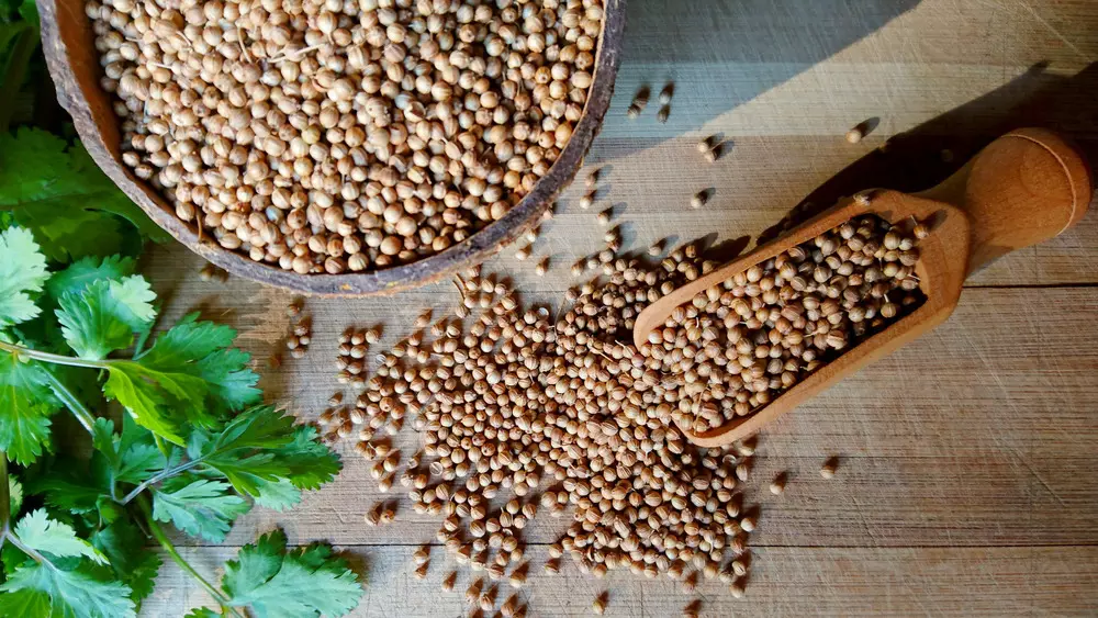 hadau coriander mewn powlen, sgŵp a bwrdd, gyda dail cilantro yn y gornel