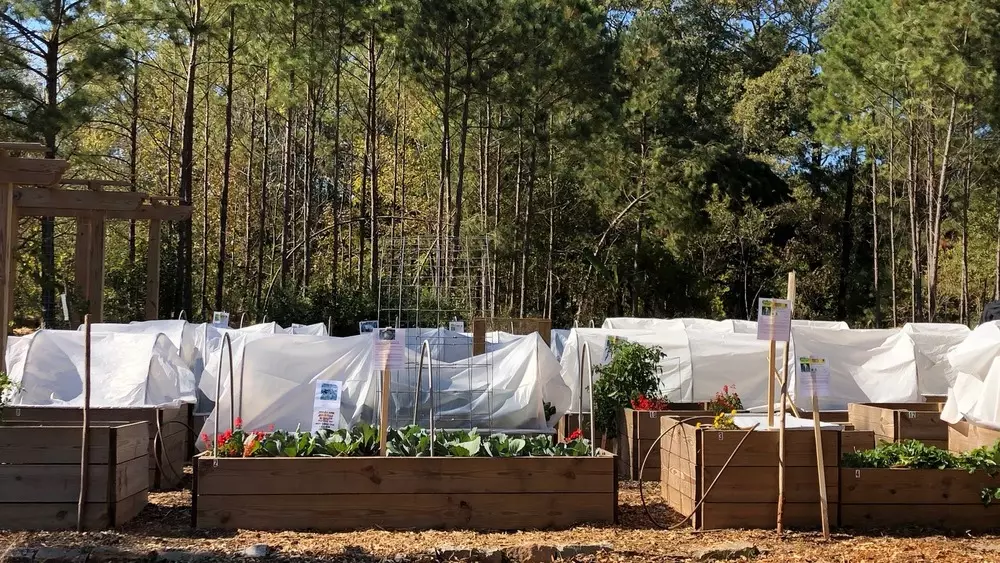 Hutan makanan percuma di Atlanta