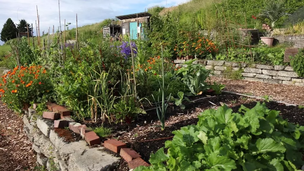 Libreng food forest sa Seattle