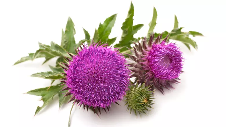 Wara thistle