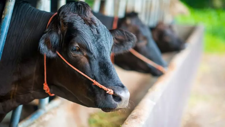 Tajima och Wagyu boskap för Kobe nötkött