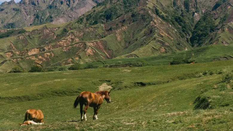 कोबे बीफ के लिए गायें