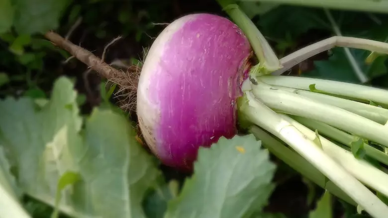 Un nabo en la naturaleza