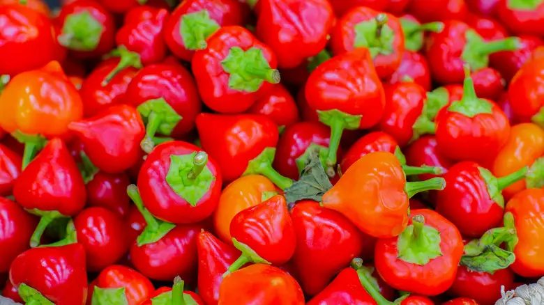 tumpukan paprika pimento dan paprika ceri