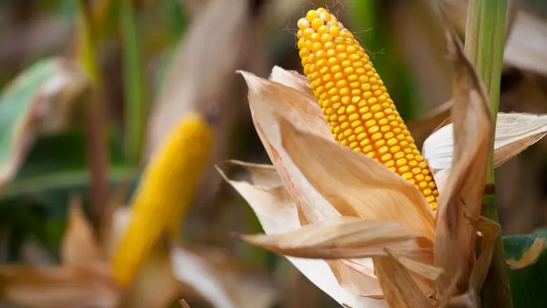 jagung