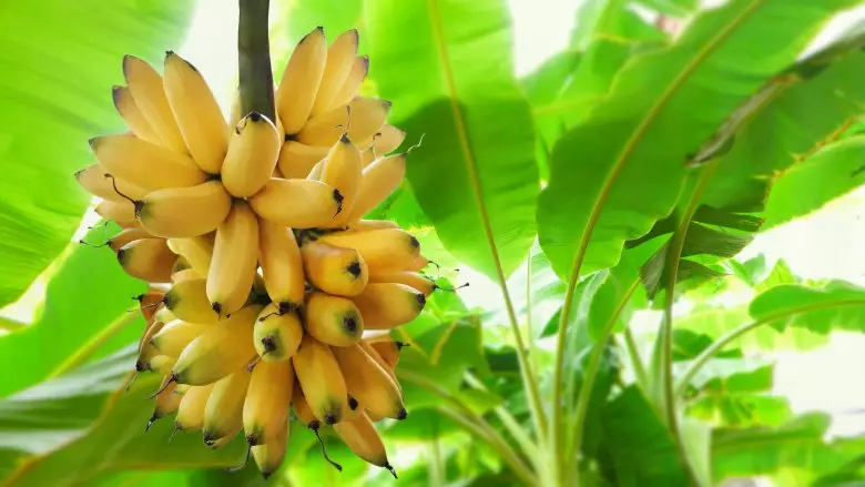 വാഴപ്പഴം